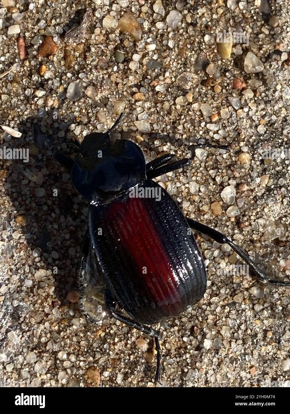 Red backed beetle hi-res stock photography and images - Alamy