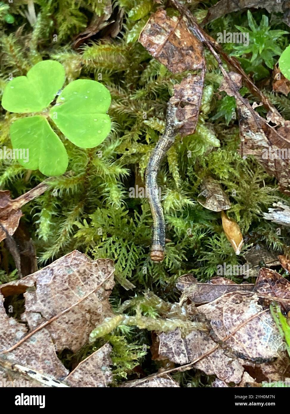 Geometer Moths (Geometridae Stock Photo - Alamy