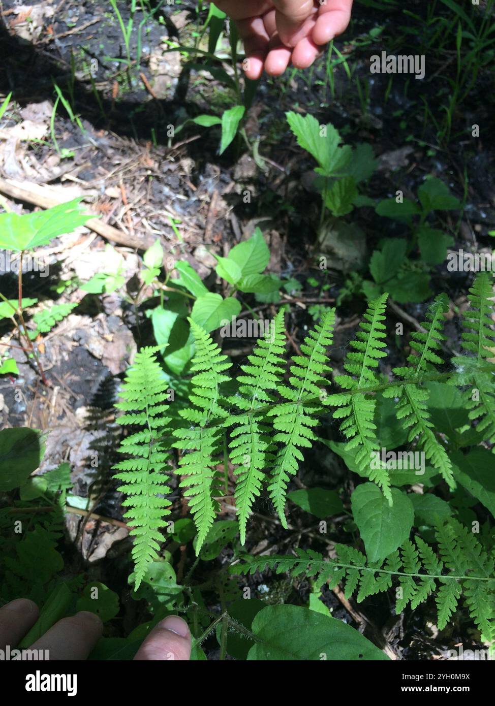 Cystopteris bulbifera hi-res stock photography and images - Alamy