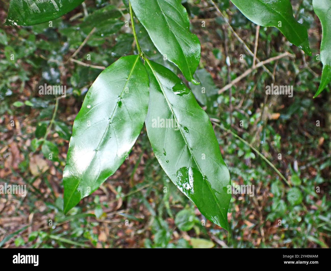 Wild Gardenia (Rothmannia capensis Stock Photo - Alamy