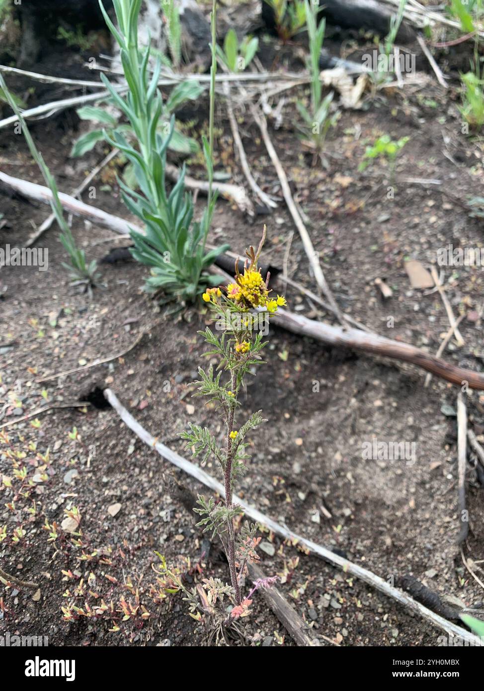 Western Tansymustard (Descurainia pinnata Stock Photo - Alamy