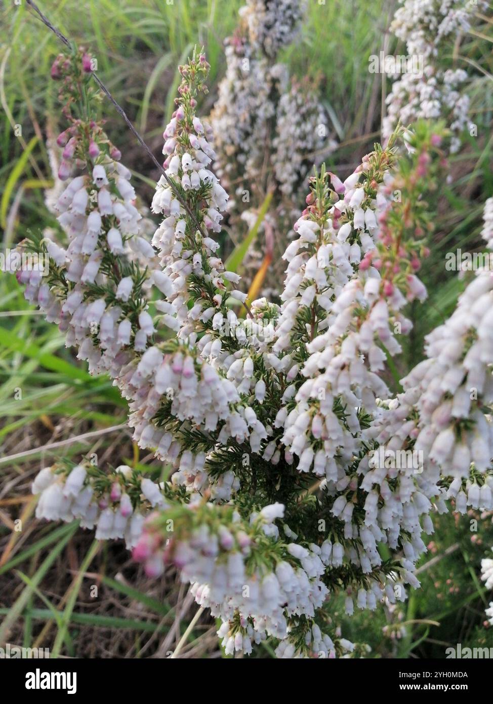 Erica lusitanica hi-res stock photography and images - Alamy