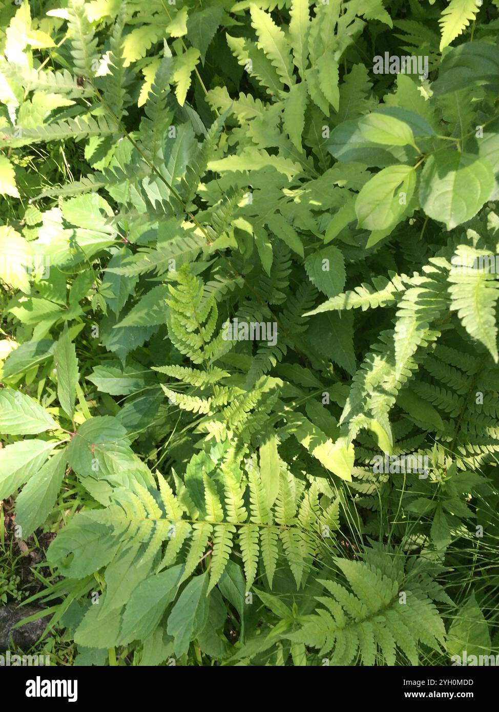 crested wood fern (Dryopteris cristata Stock Photo - Alamy