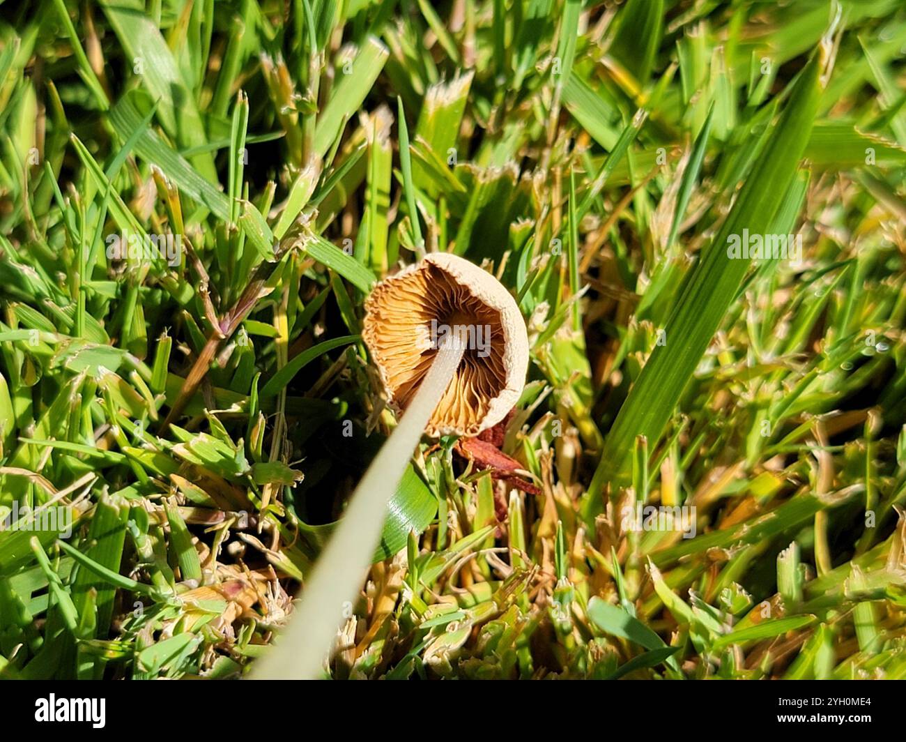 milky conecap (Conocybe apala Stock Photo - Alamy
