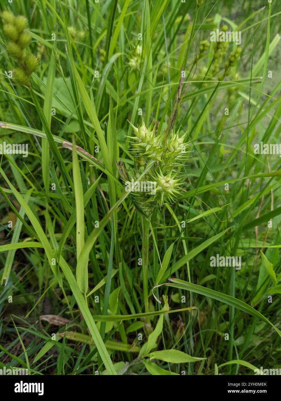 hop sedge (Carex lupulina Stock Photo - Alamy