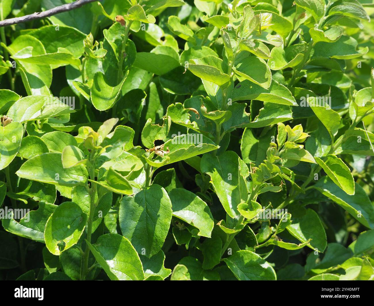 sapphire-berry (Symplocos paniculata Stock Photo - Alamy