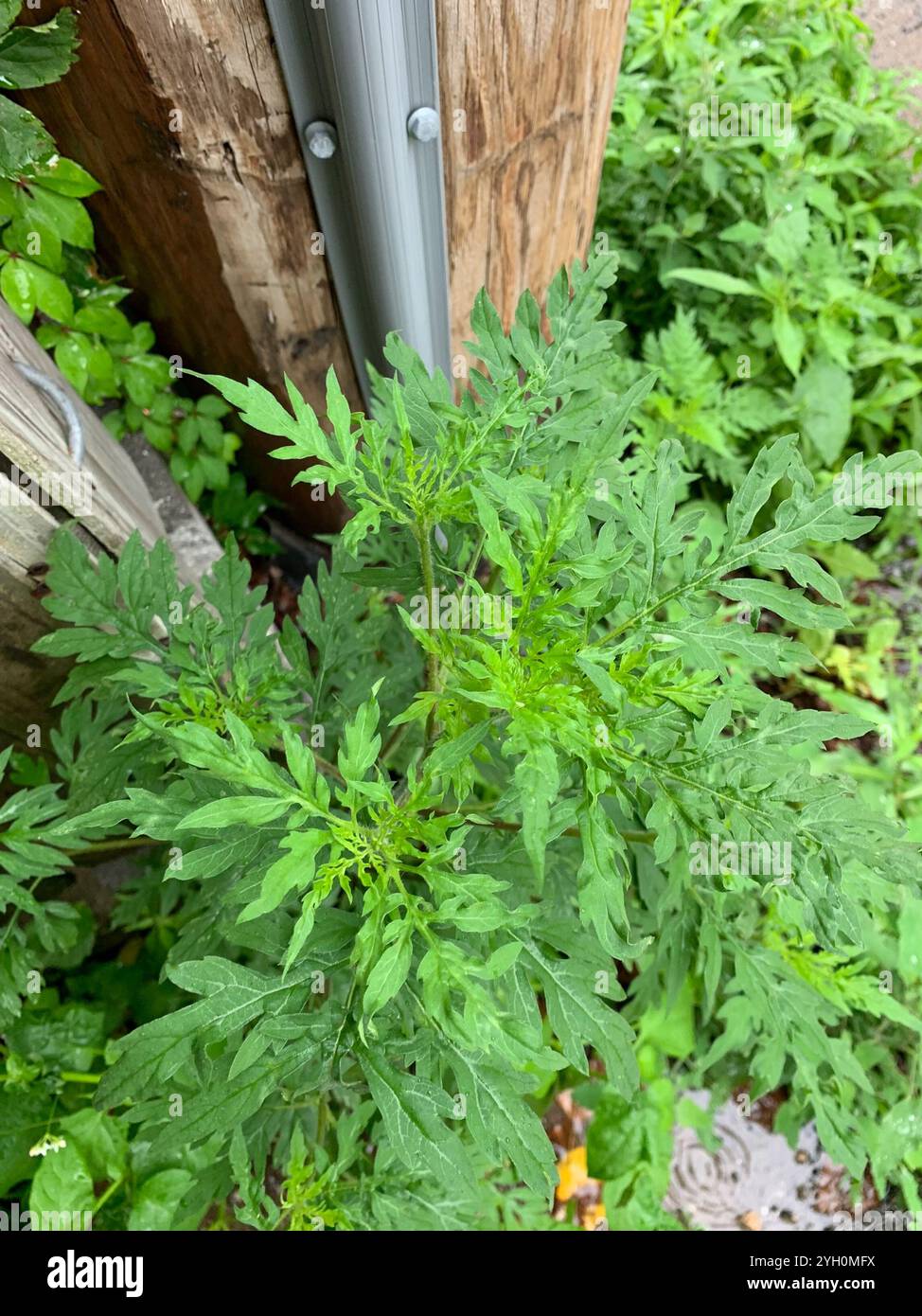 common ragweed (Ambrosia artemisiifolia Stock Photo - Alamy