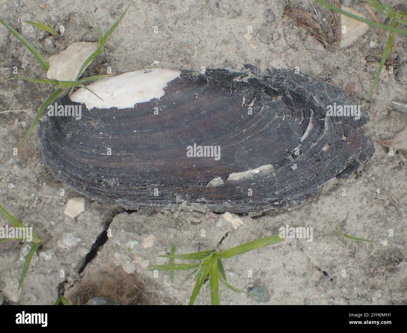 Black Sandshell (Ligumia recta Stock Photo - Alamy