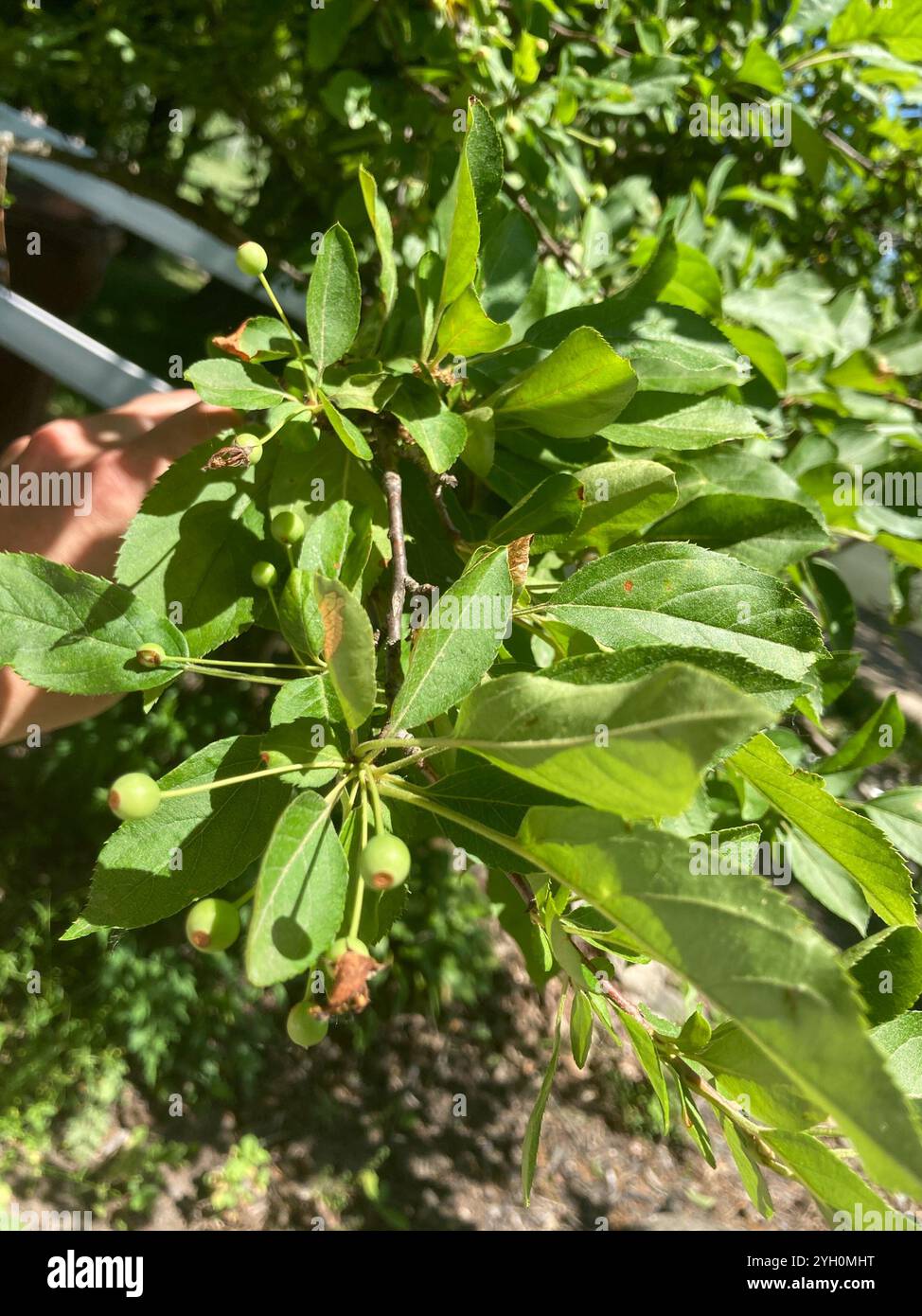 Siberian crabapple (Malus baccata Stock Photo - Alamy