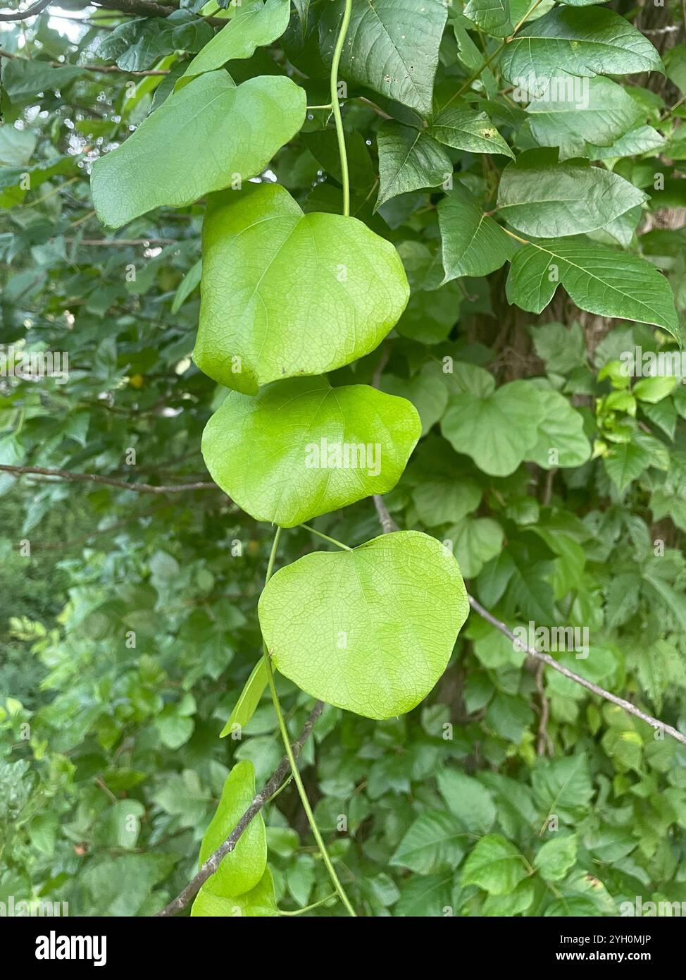 Carolina snailseed (Nephroia carolina Stock Photo - Alamy