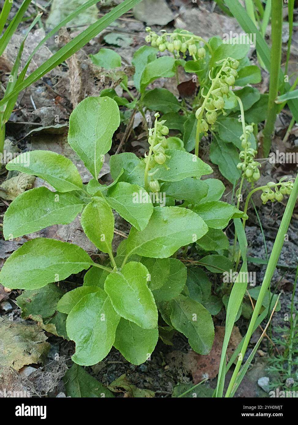 one-sided wintergreen (Orthilia secunda Stock Photo - Alamy