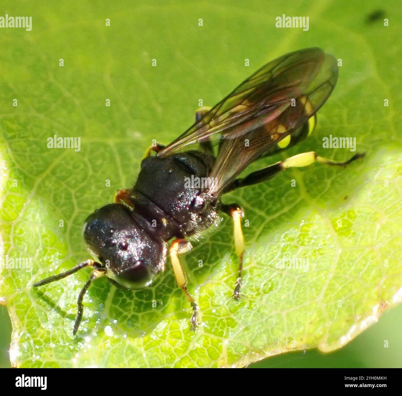 Common Ectemnius (Ectemnius continuus Stock Photo - Alamy