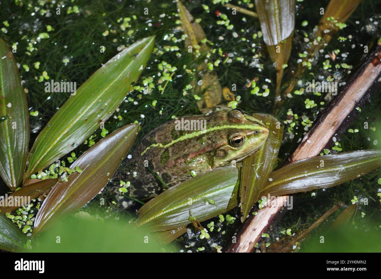Marsh frog complex (Pelophylax ridibundus Stock Photo - Alamy