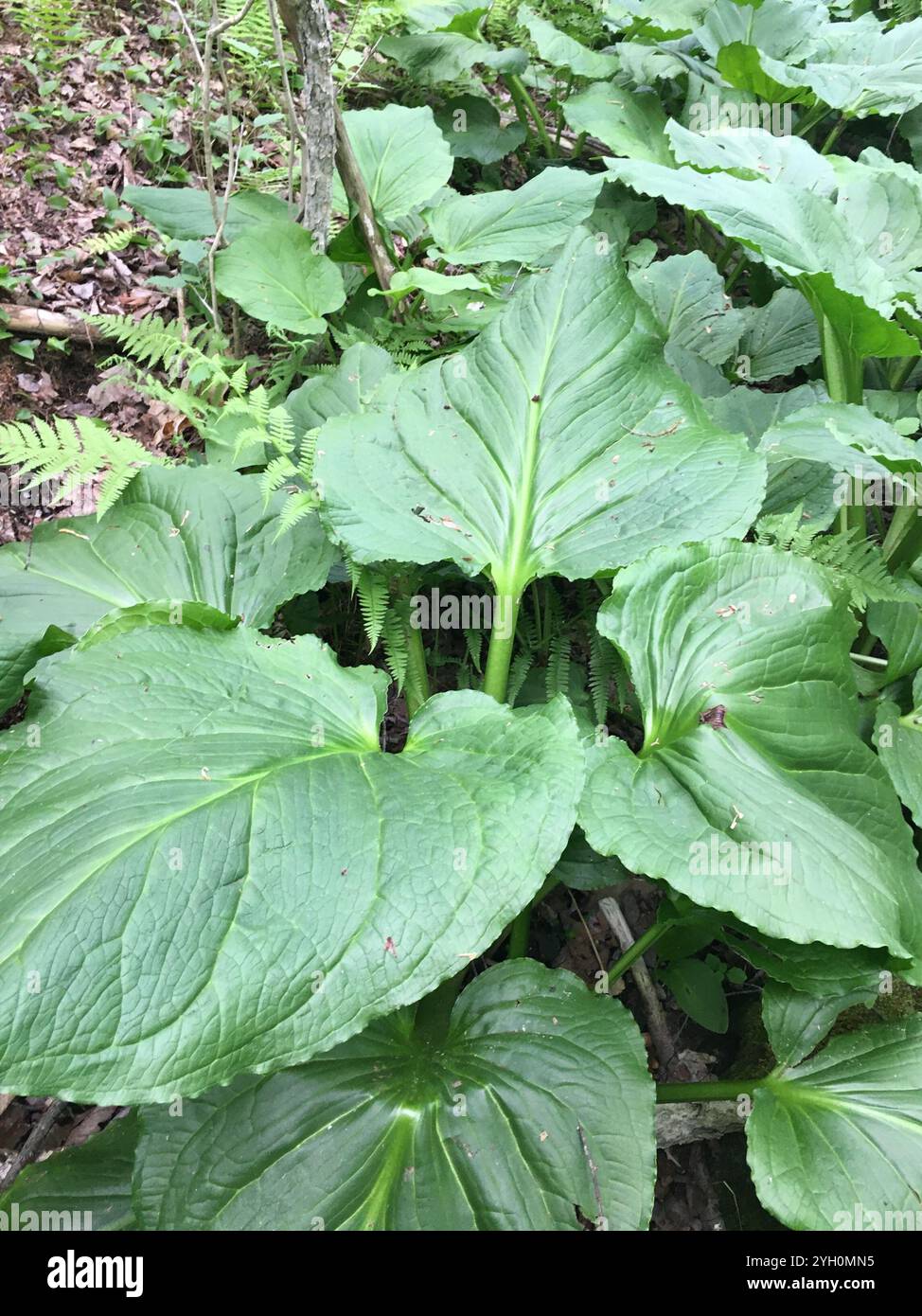 Eastern Skunk Cabbage (Symplocarpus foetidus Stock Photo - Alamy
