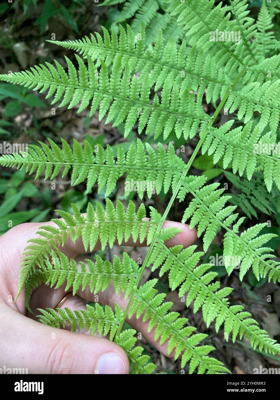 northern lady fern (Athyrium angustum Stock Photo - Alamy