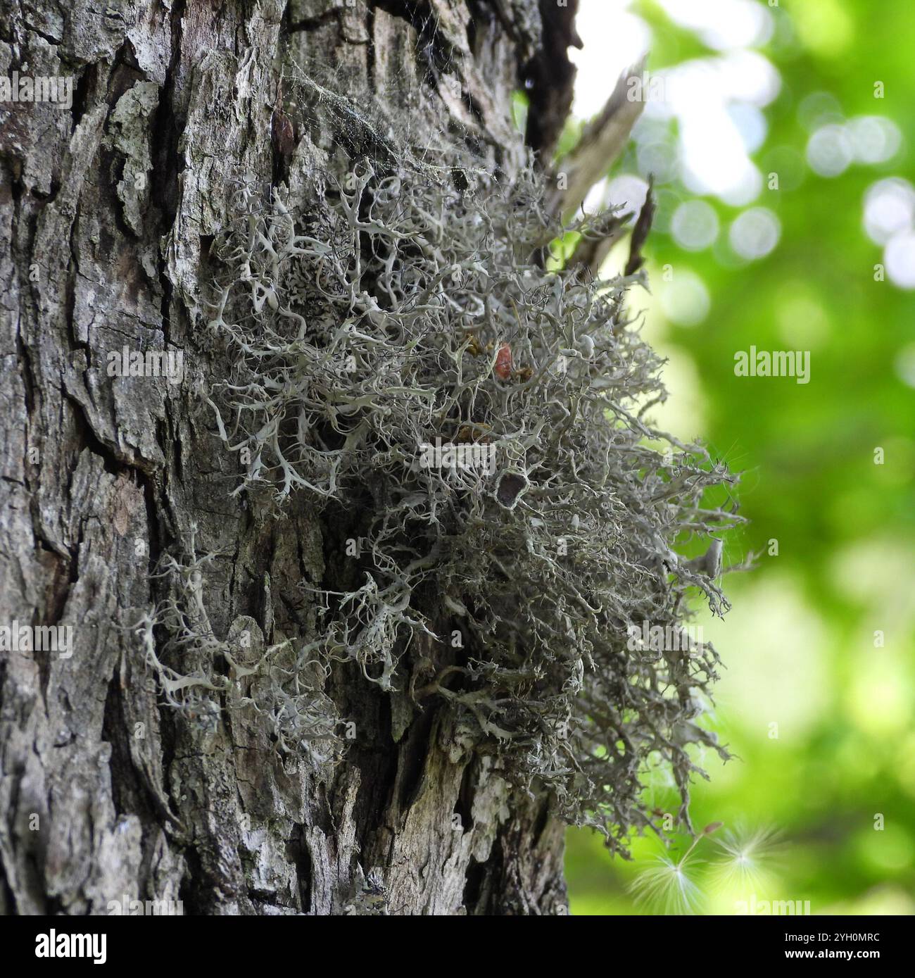 Great Ciliated Lichen (Anaptychia ciliaris Stock Photo - Alamy