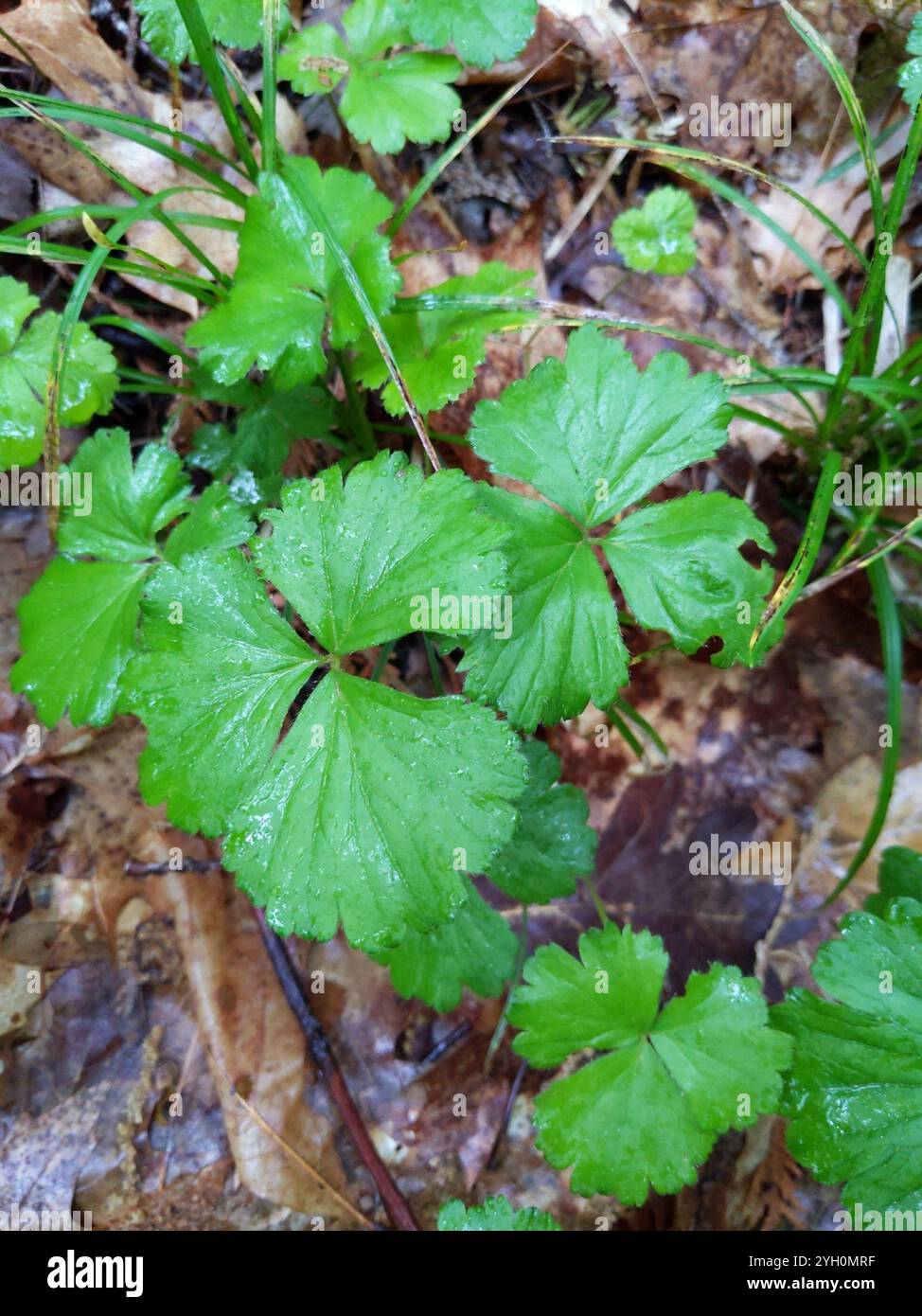 Appalachian barren-strawberry (Waldsteinia fragarioides Stock Photo - Alamy