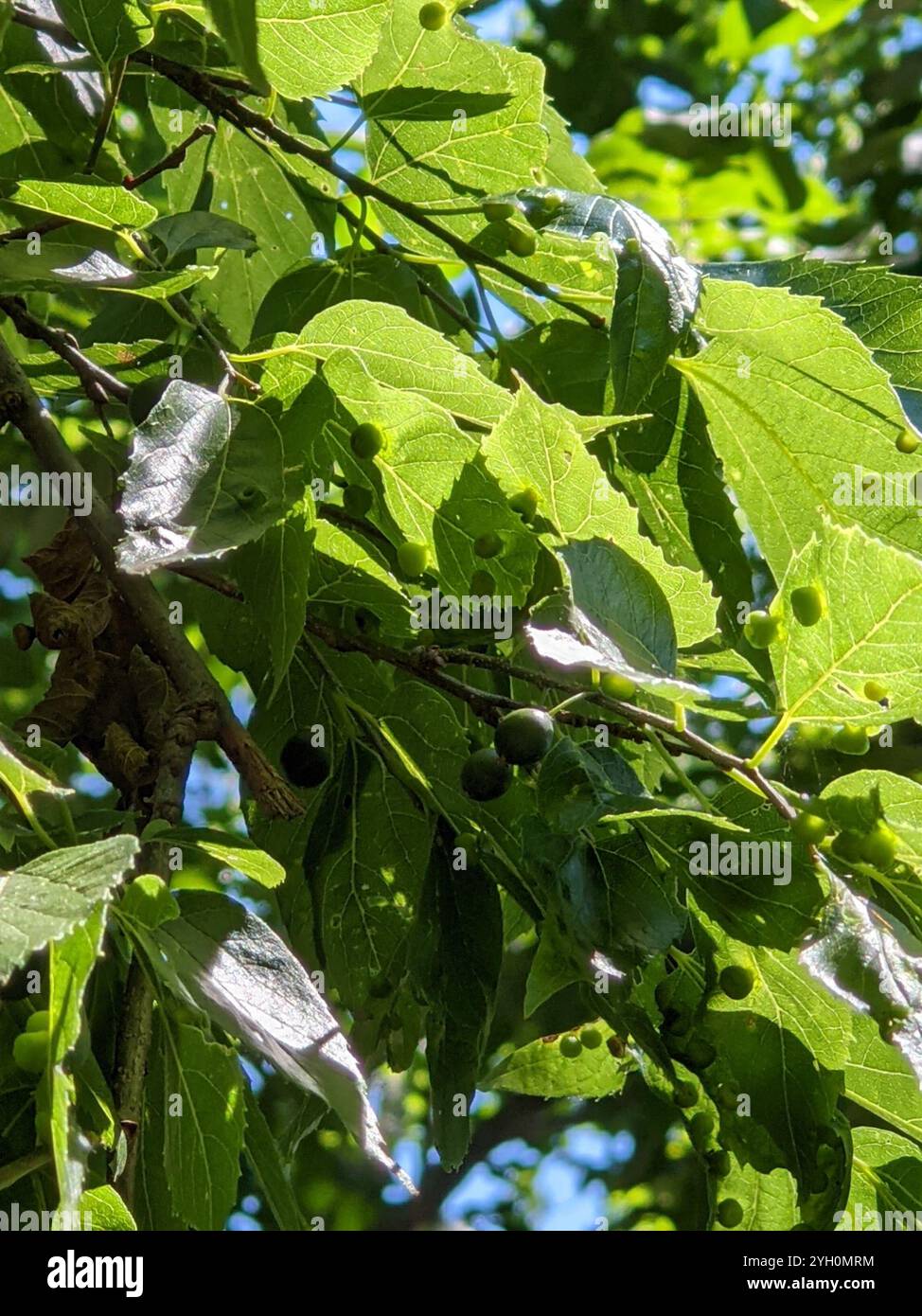 common hackberry (Celtis occidentalis Stock Photo - Alamy