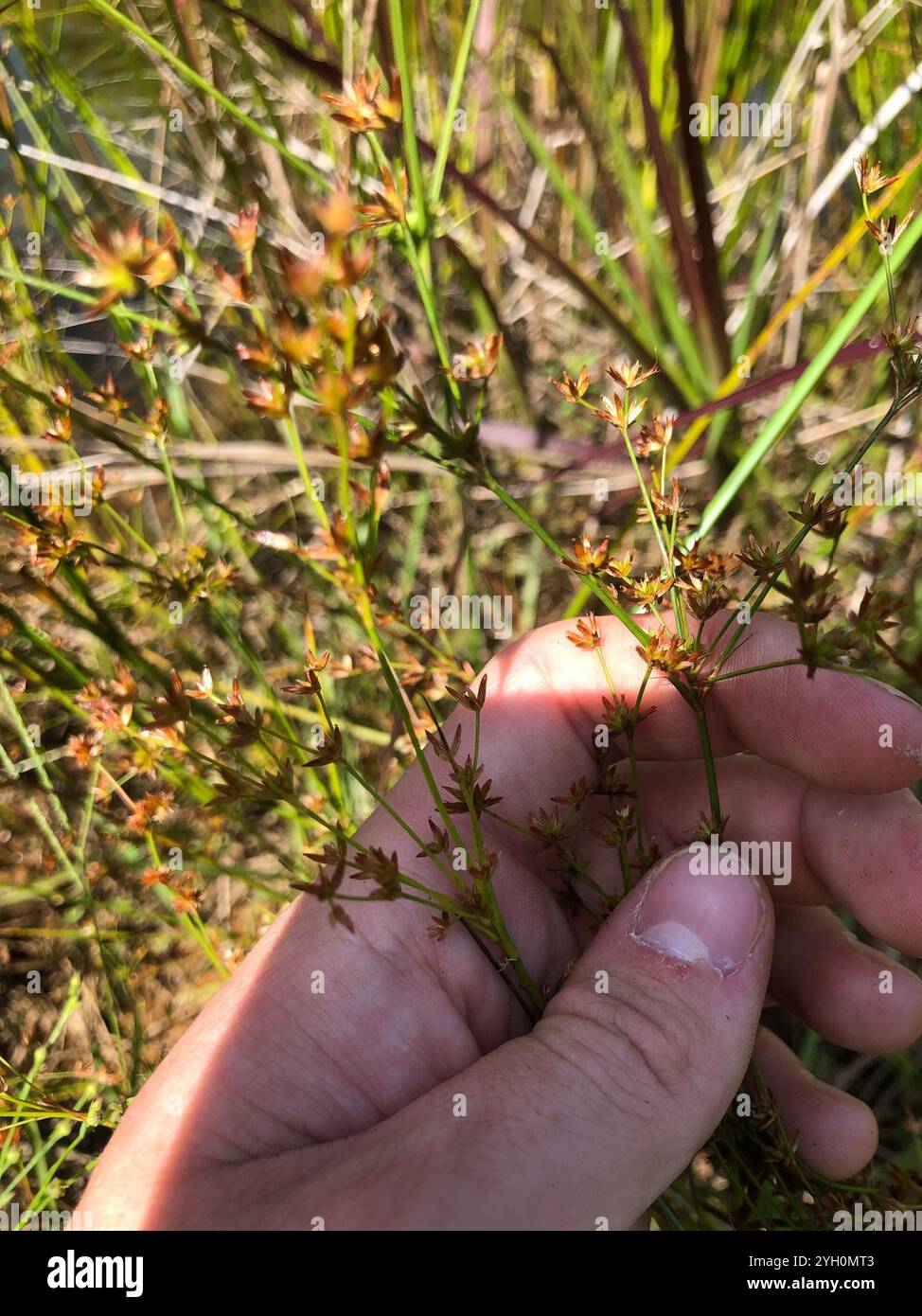 Slim-pod Rush (Juncus diffusissimus Stock Photo - Alamy