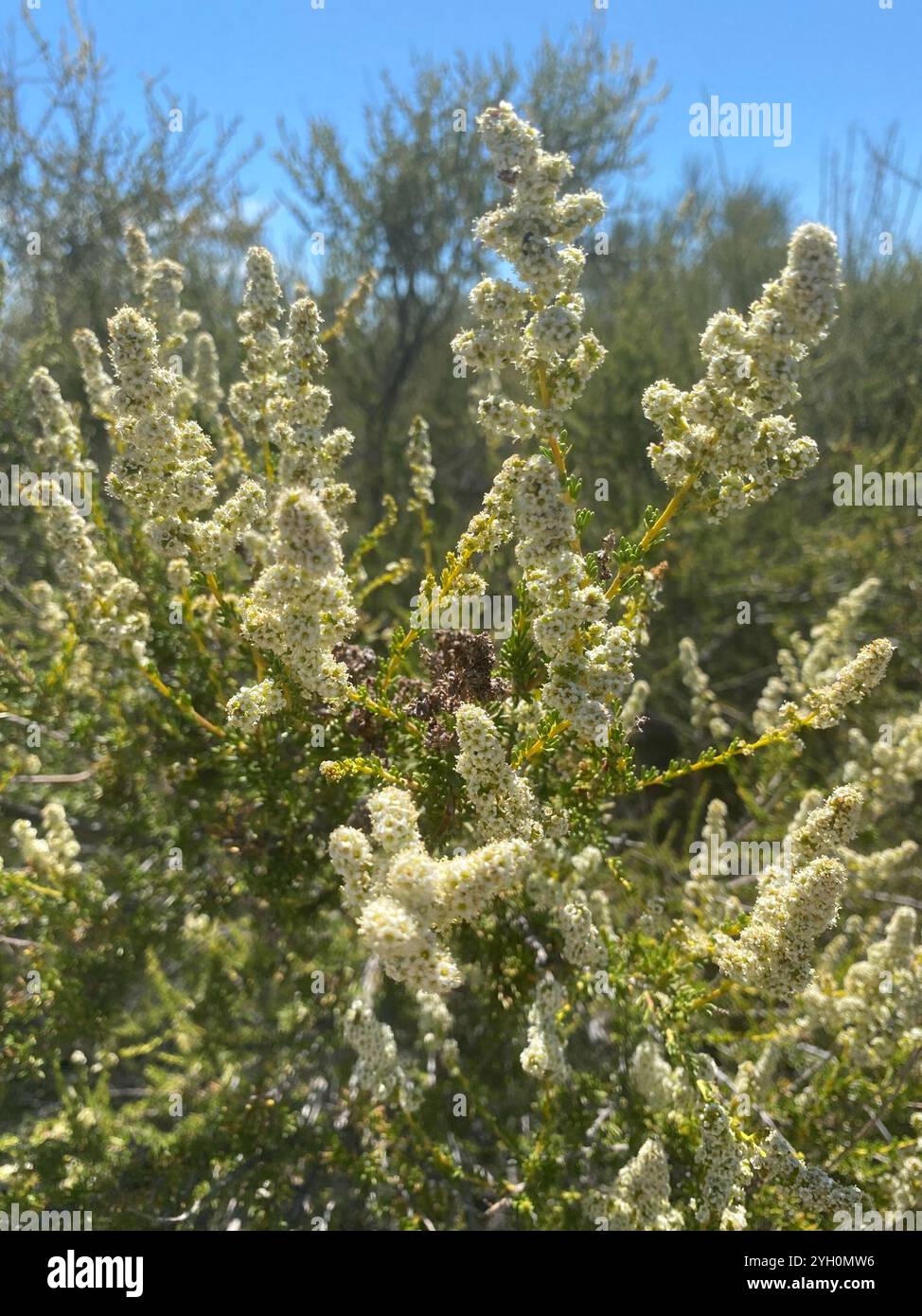 chamise (Adenostoma fasciculatum Stock Photo - Alamy