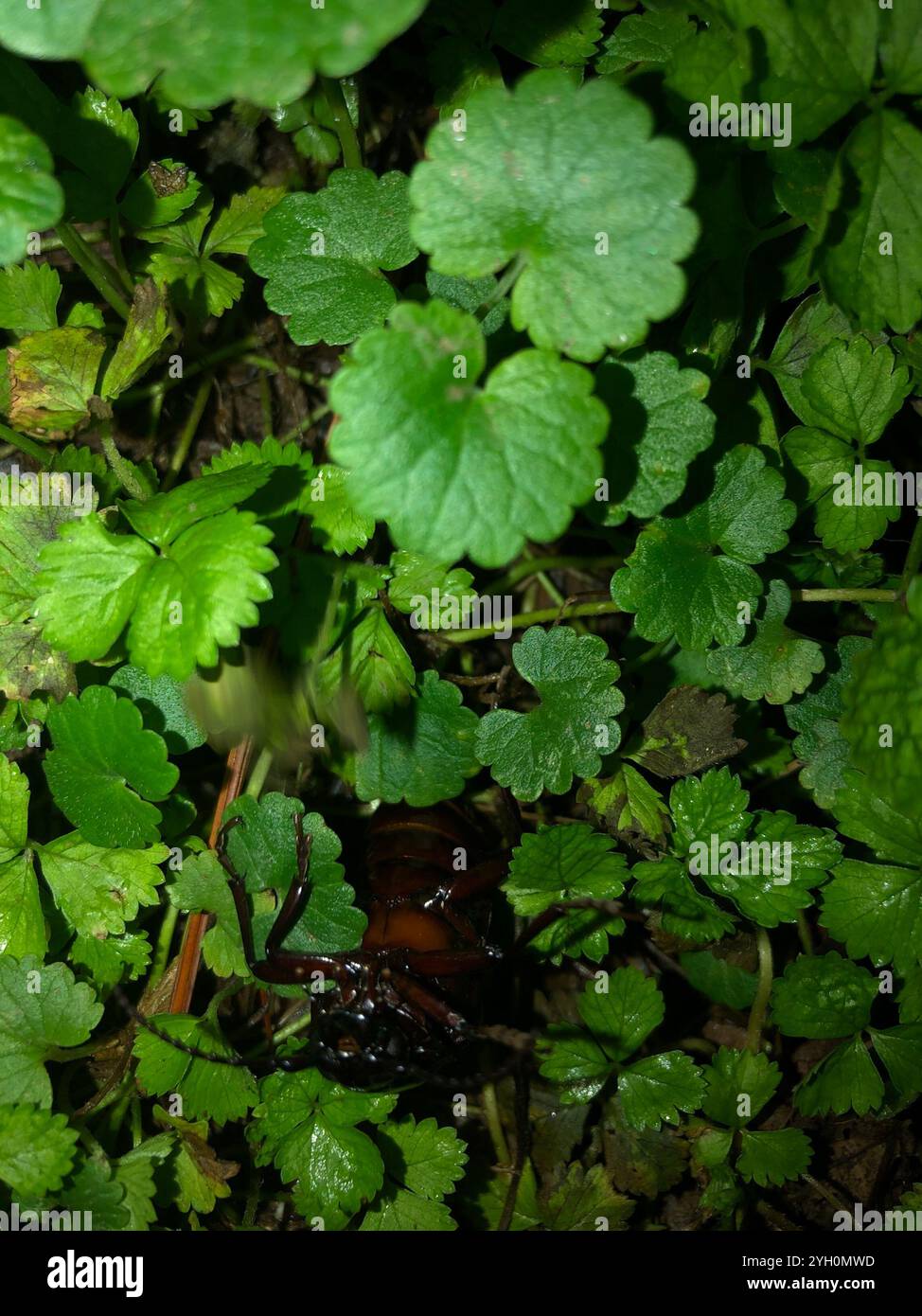 Broad-necked Root Borer (Prionus laticollis Stock Photo - Alamy
