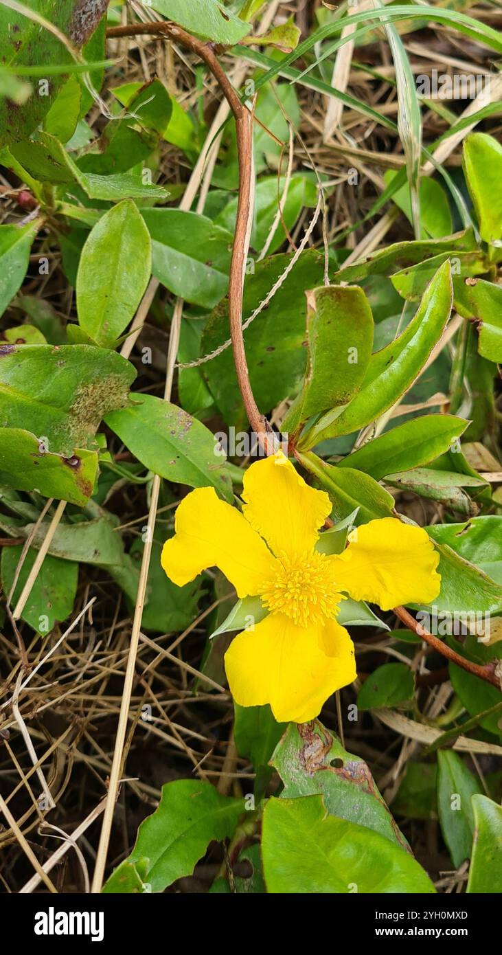 Climbing Guinea flower (Hibbertia scandens Stock Photo - Alamy