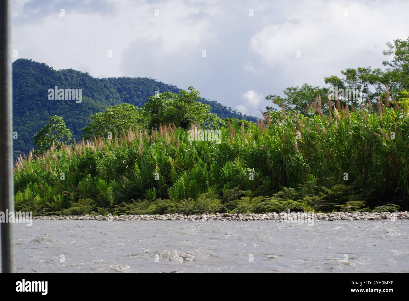 Gynerium sagittatum hi-res stock photography and images - Alamy