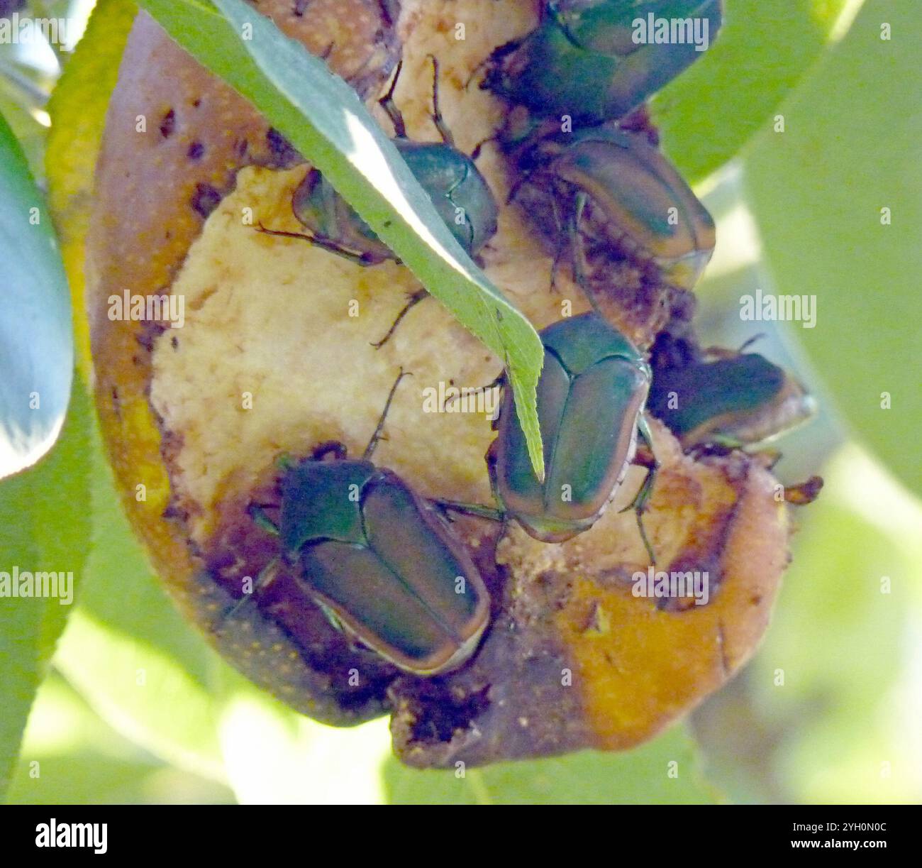 Common Green June Beetle (Cotinis nitida Stock Photo - Alamy