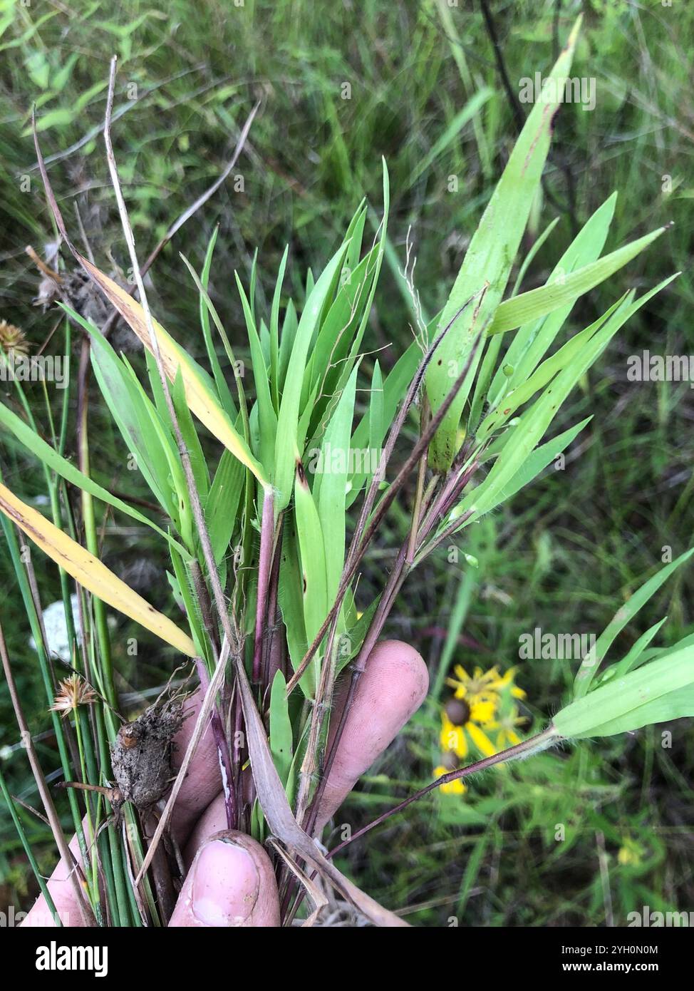 Scribner's Panicgrass (Dichanthelium scribnerianum Stock Photo - Alamy