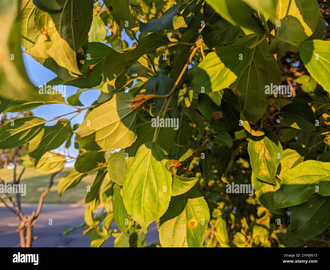 Crown Rust (Puccinia coronata Stock Photo - Alamy
