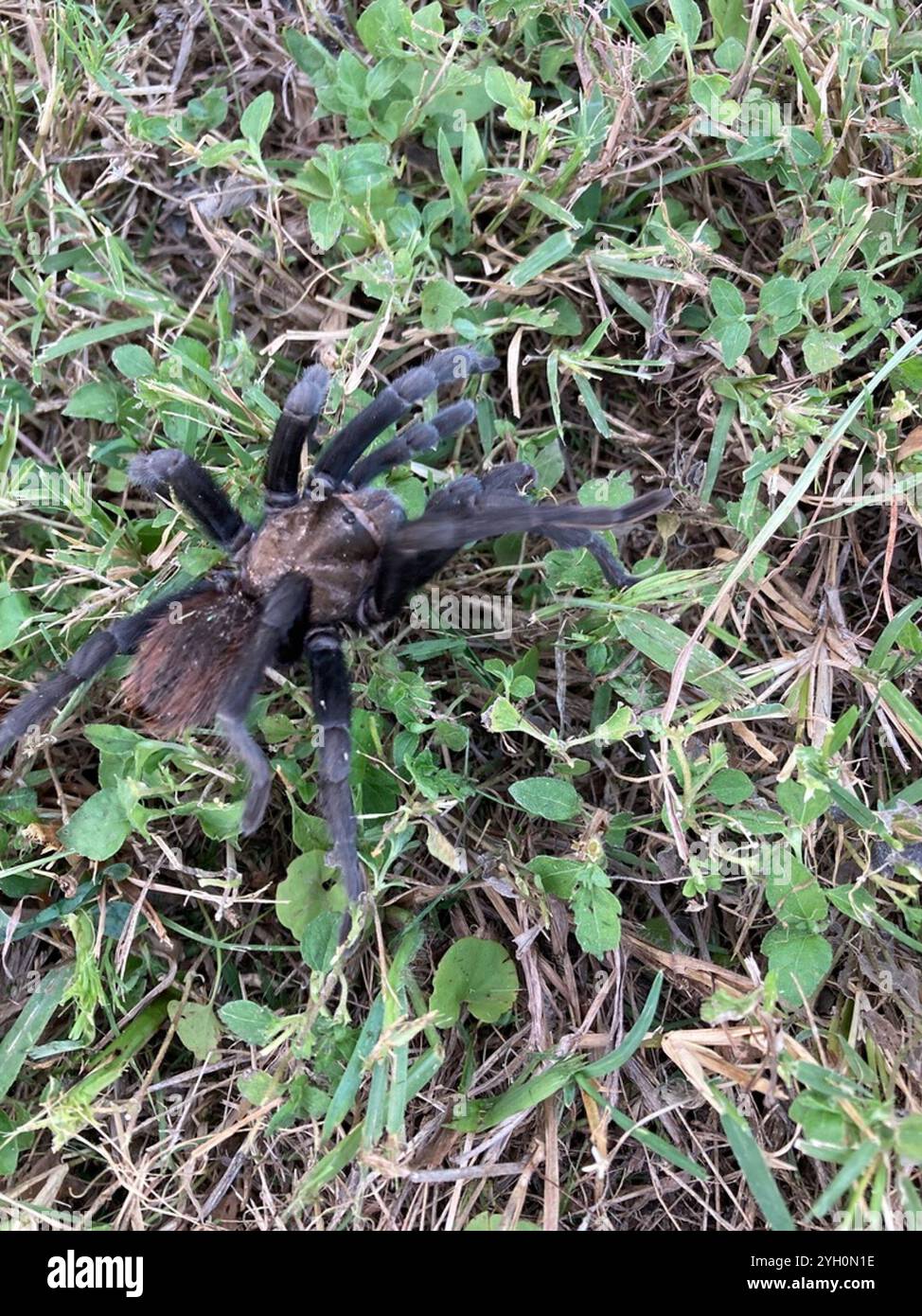 Texas Tan Tarantula (Aphonopelma anax Stock Photo - Alamy
