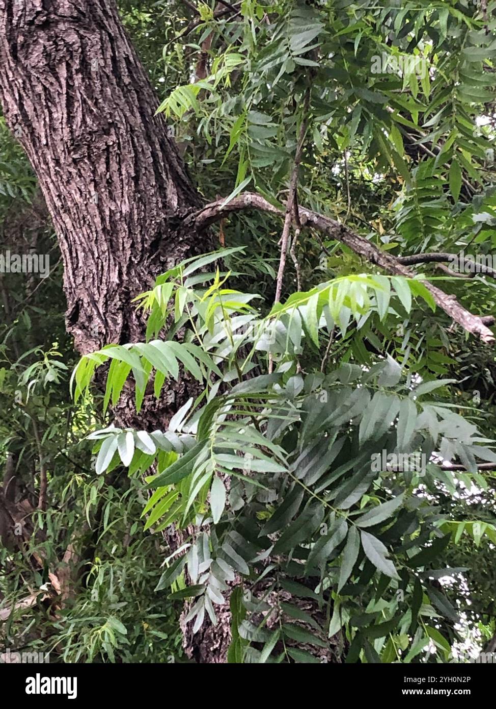 northern California black walnut (Juglans hindsii Stock Photo - Alamy