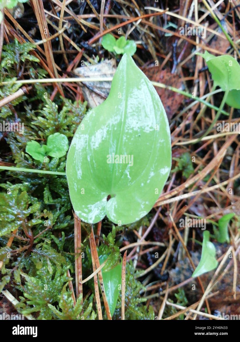 May Lily (Maianthemum bifolium Stock Photo - Alamy