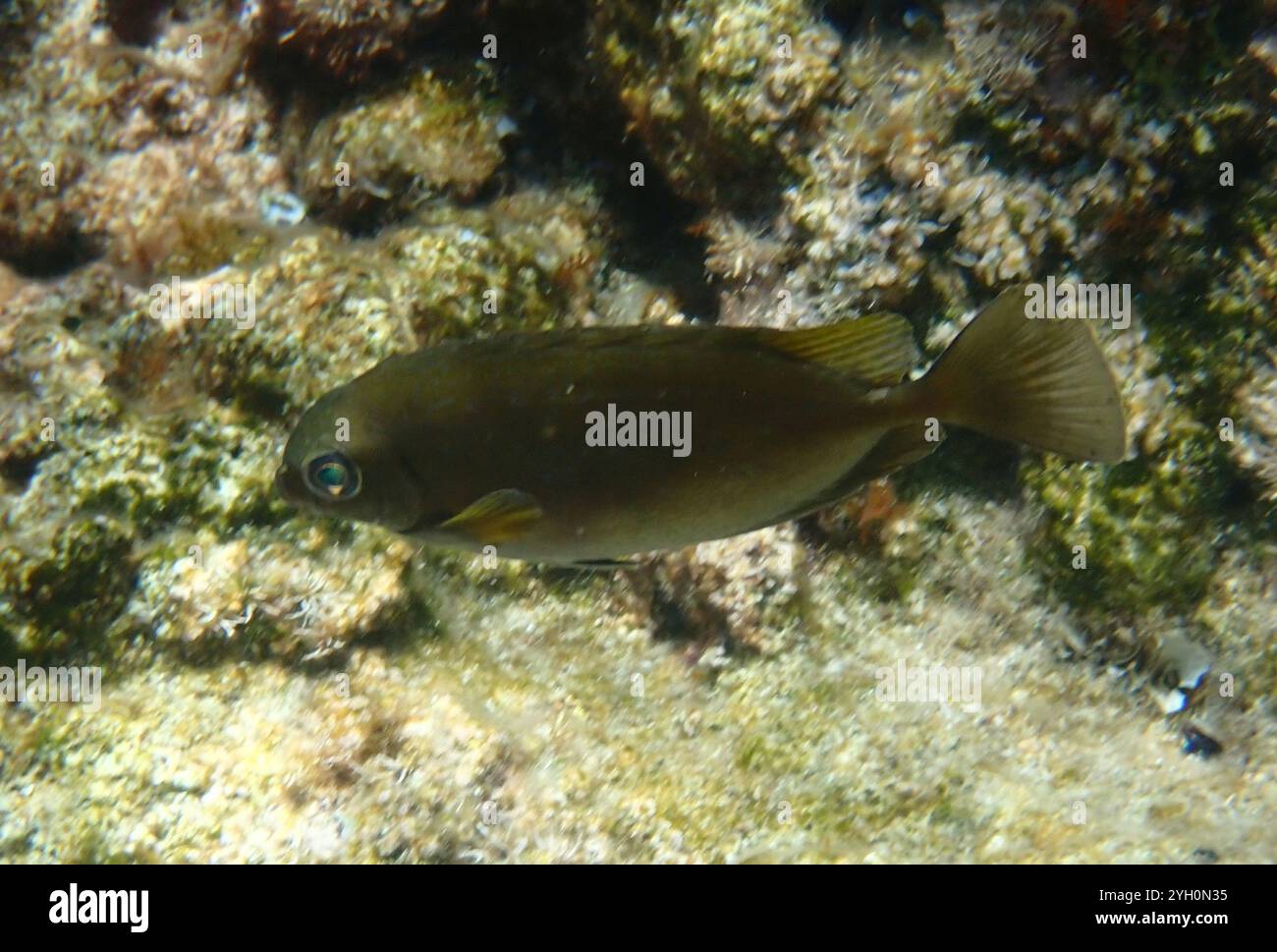 Dusky Spinefoot (Siganus luridus Stock Photo - Alamy
