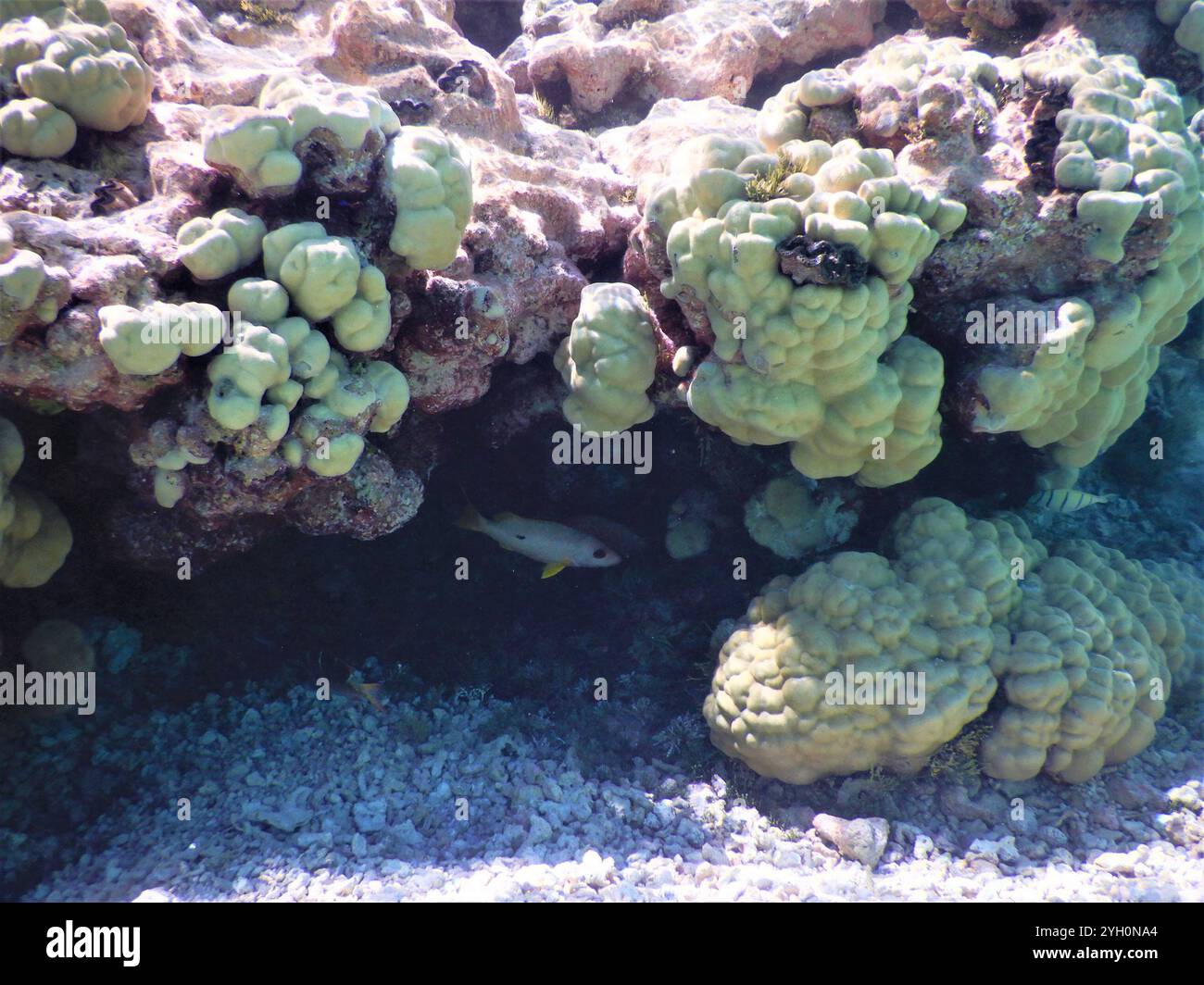 Onespot Snapper (Lutjanus monostigma Stock Photo - Alamy