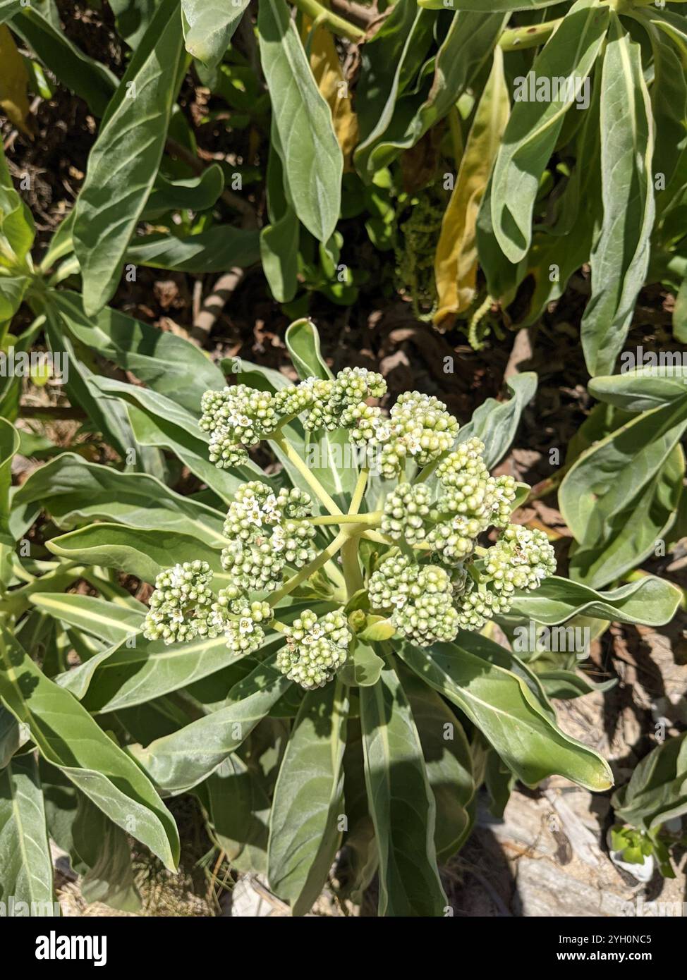 tree heliotrope (Heliotropium arboreum Stock Photo - Alamy