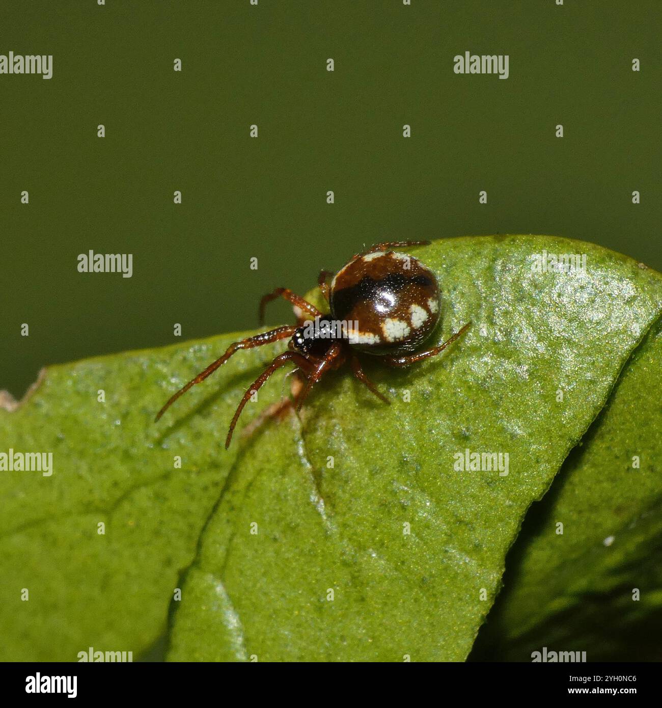 Ant-eating Spiders (Euryopis Stock Photo - Alamy