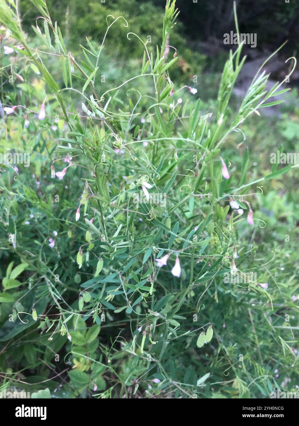 Smooth tare (Vicia tetrasperma Stock Photo - Alamy