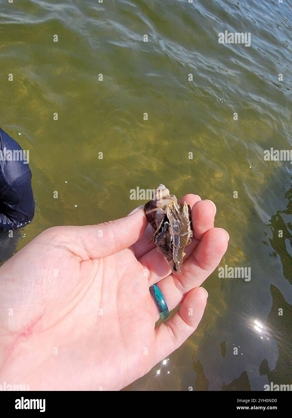American Crown Conch (Melongena corona Stock Photo - Alamy