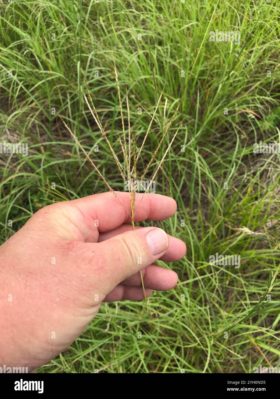 King Ranch bluestem (Bothriochloa ischaemum Stock Photo - Alamy