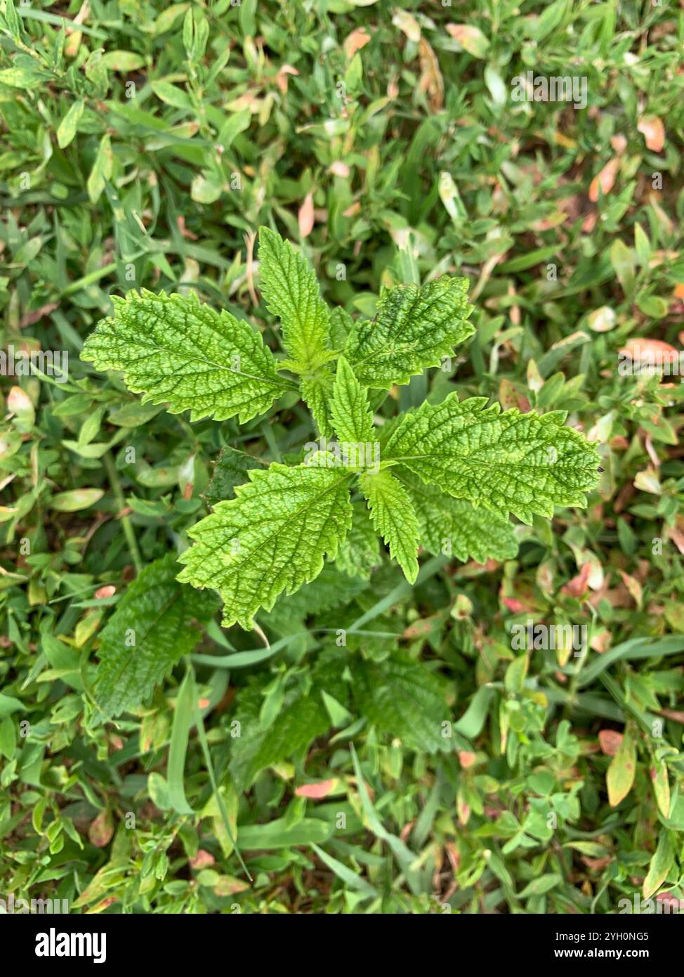 mint family (Lamiaceae Stock Photo - Alamy