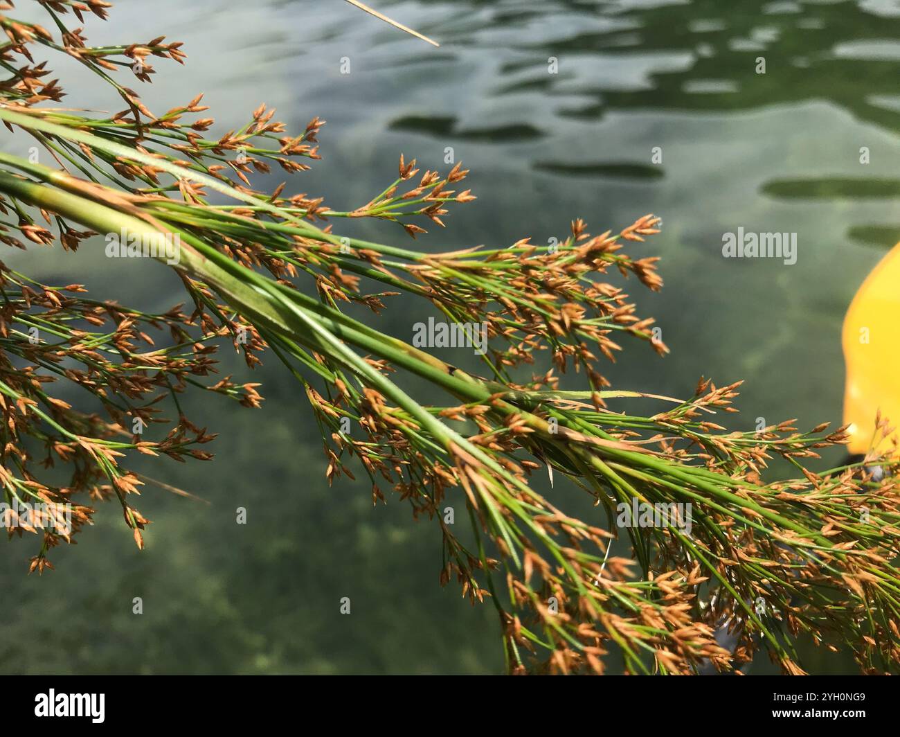 Swamp Sawgrass (Cladium mariscus Stock Photo - Alamy