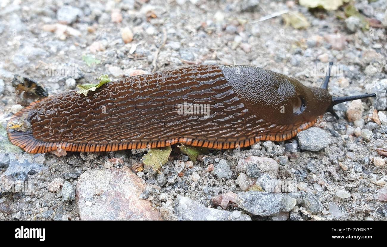 Spanish Slug (Arion vulgaris Stock Photo - Alamy