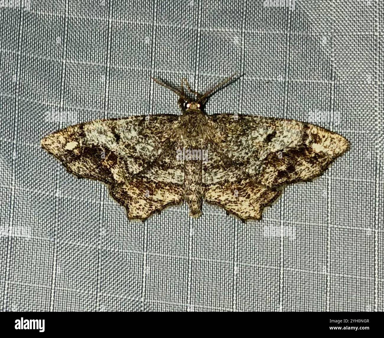 Unipunctata hi-res stock photography and images - Alamy