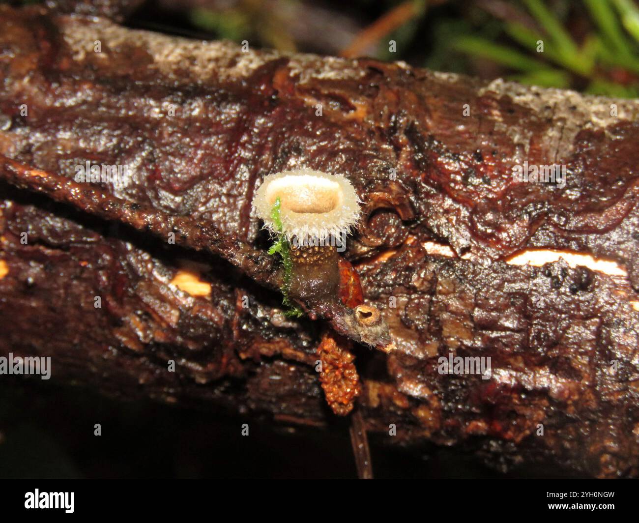 bird's nest fungi (Nidulariaceae Stock Photo - Alamy