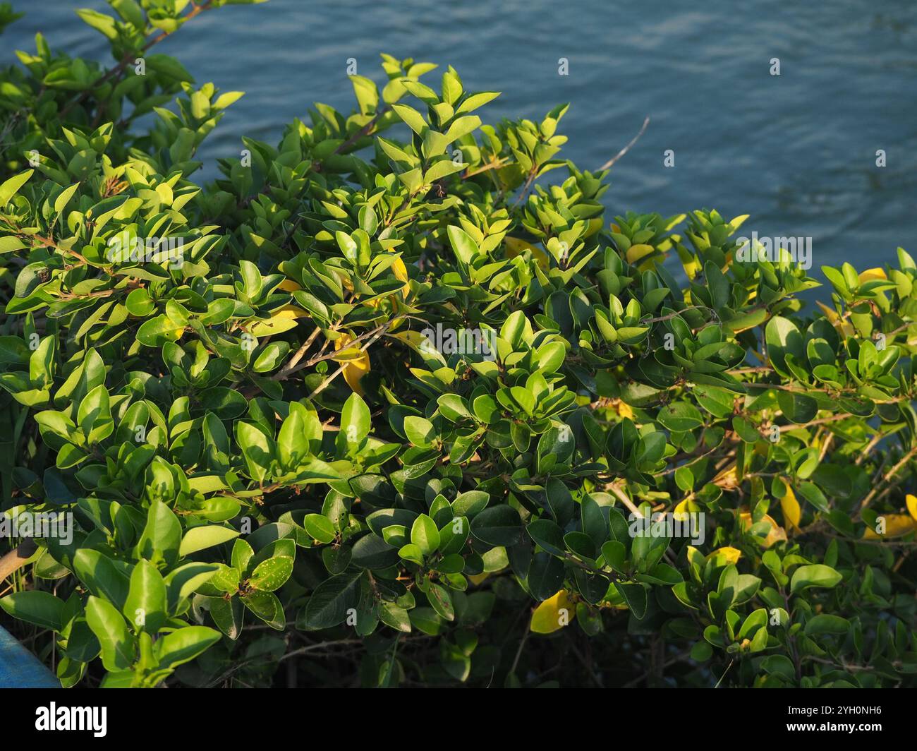 Scrambling clerodendrum hi-res stock photography and images - Alamy