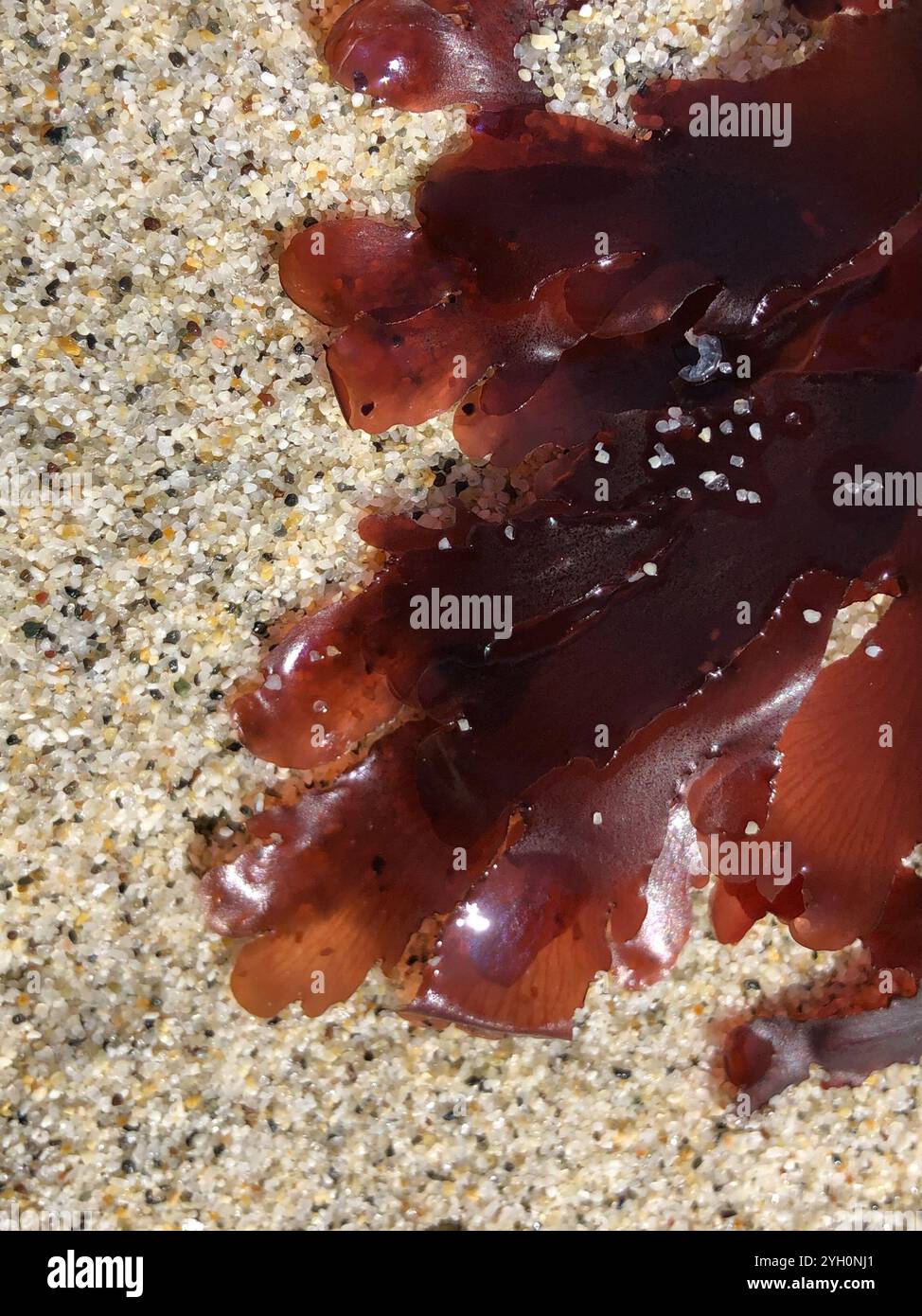Grape Tongue (Cryptopleura ruprechtiana Stock Photo - Alamy