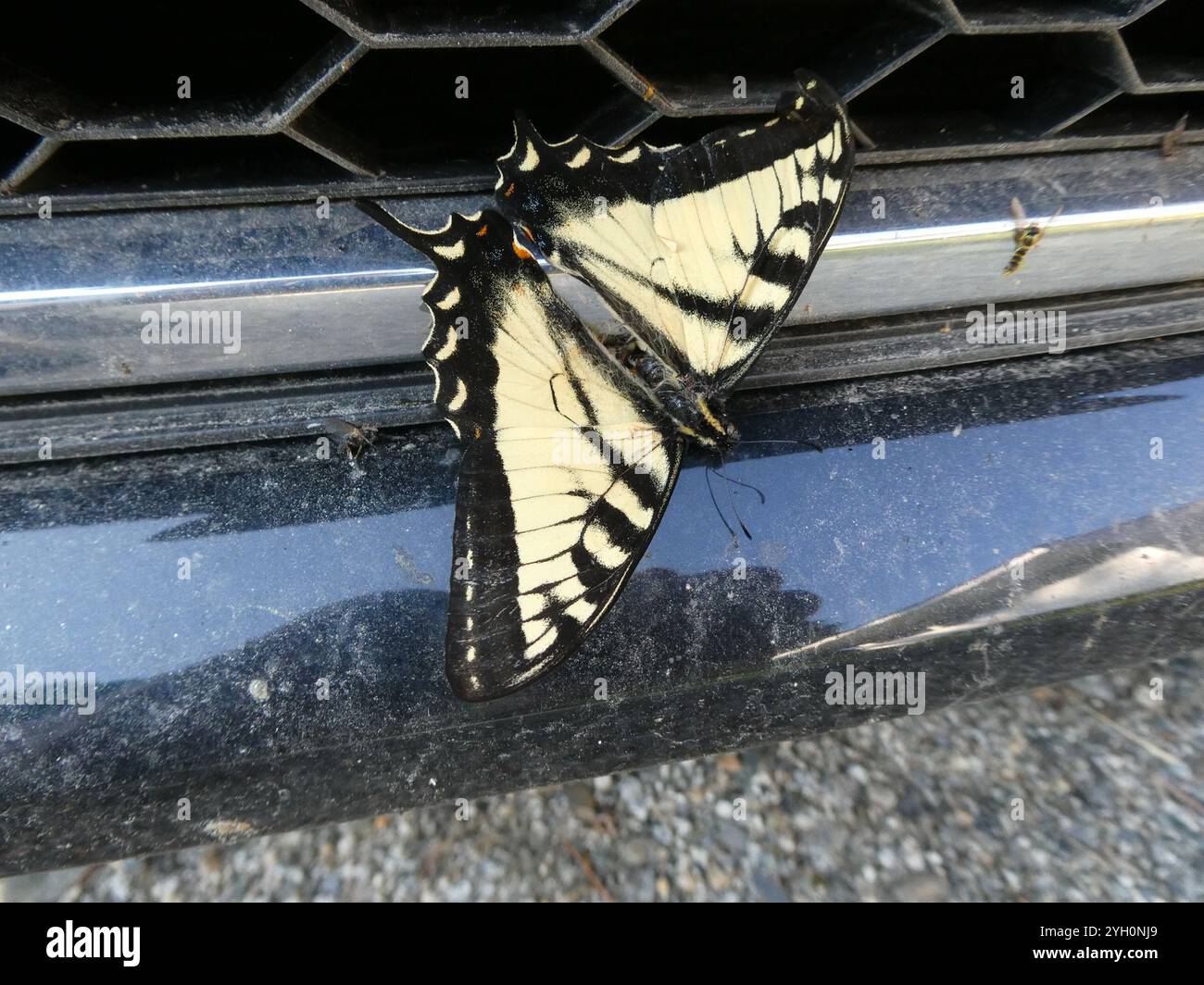 Tiger Swallowtails and Allies (Pterourus Stock Photo - Alamy