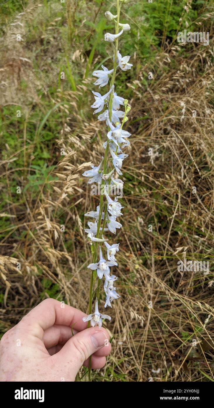 Wild Blue Larkspur (Delphinium carolinianum Stock Photo - Alamy