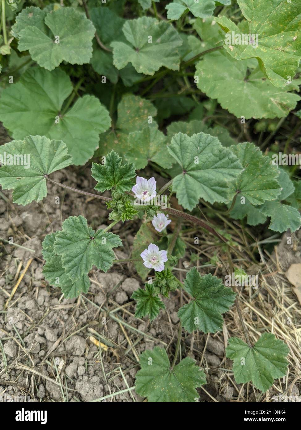 dwarf mallow (Malva neglecta Stock Photo - Alamy